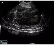 RVUS - Bringing Mobile Ultrasound To Canadian Veterinarians!